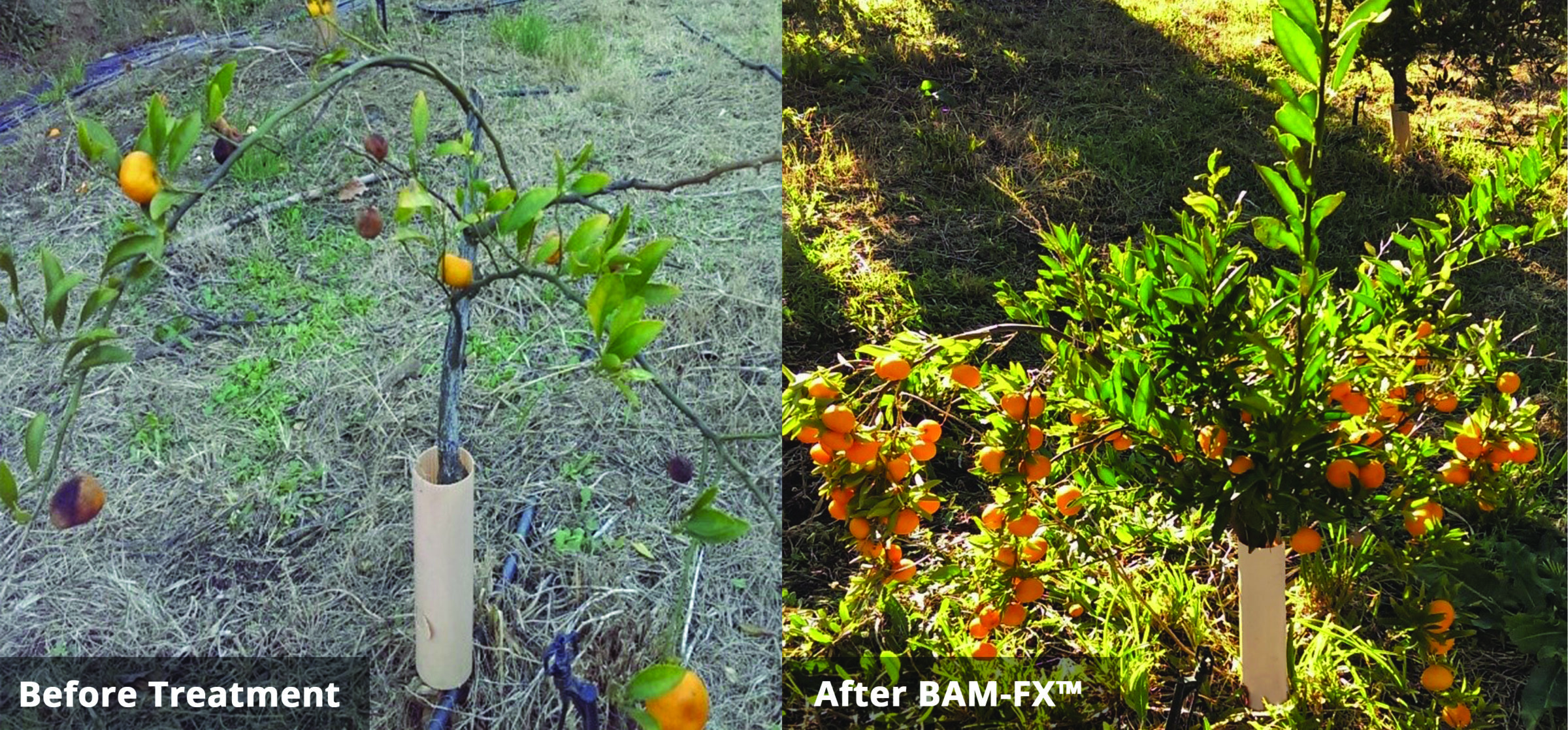 PLANT NUTRITION: Formula for Farming in Space Offered to Earthly ...