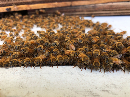 WGCIT Startup Irish Company Revolutionizing Beekeeping - Western ...