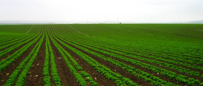 LGMA-Approved Guidelines Discussion Webinar This Thursday - Western ...