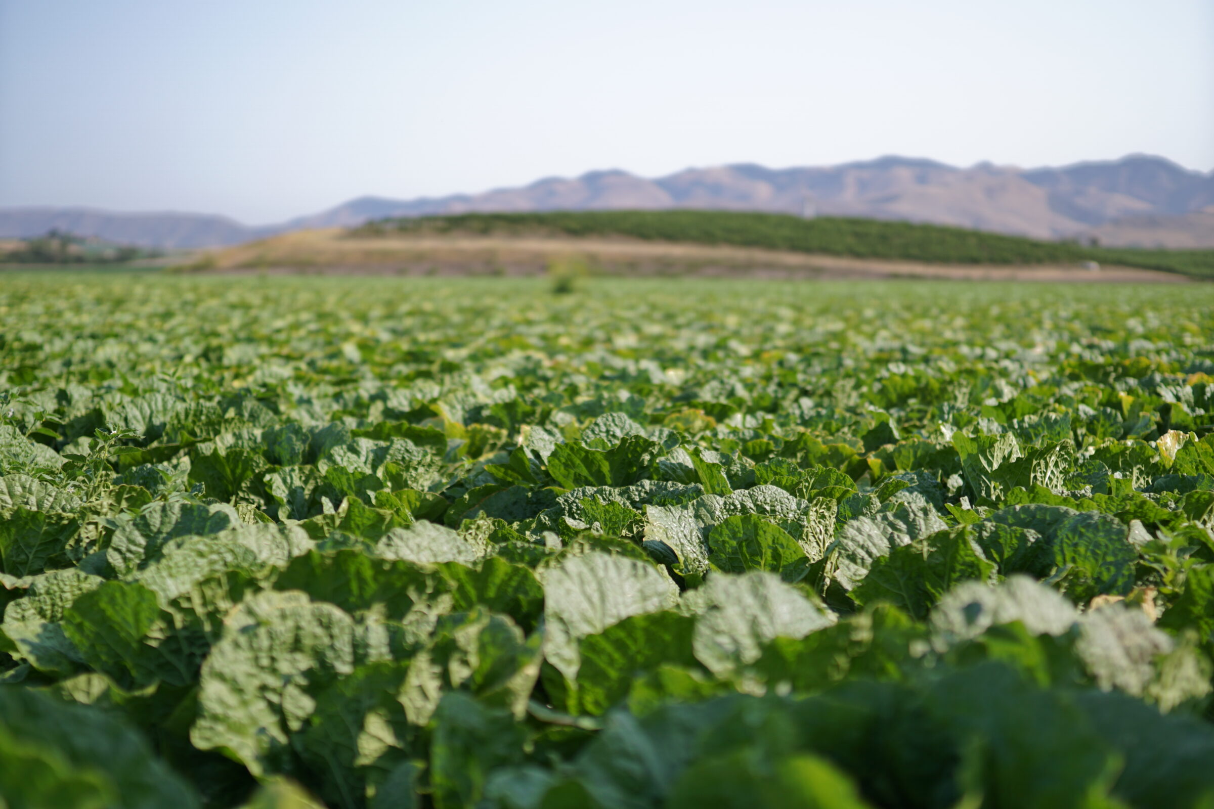 Leafy Greens Update: What is Being Done to Keep Your Leafy Greens Safe ...