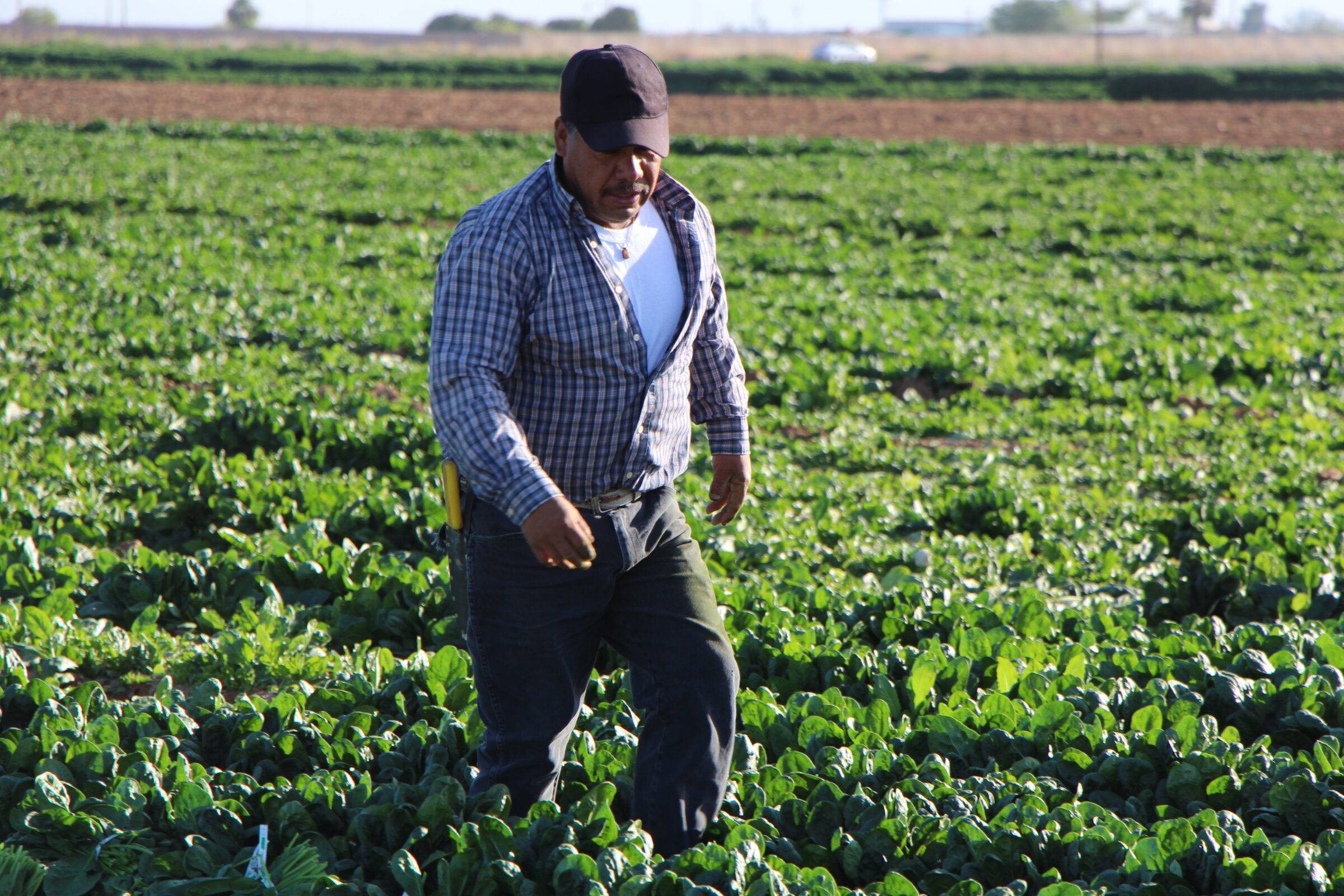 Undocumented Workers Entitled to Same Protections as Legal Workers ...