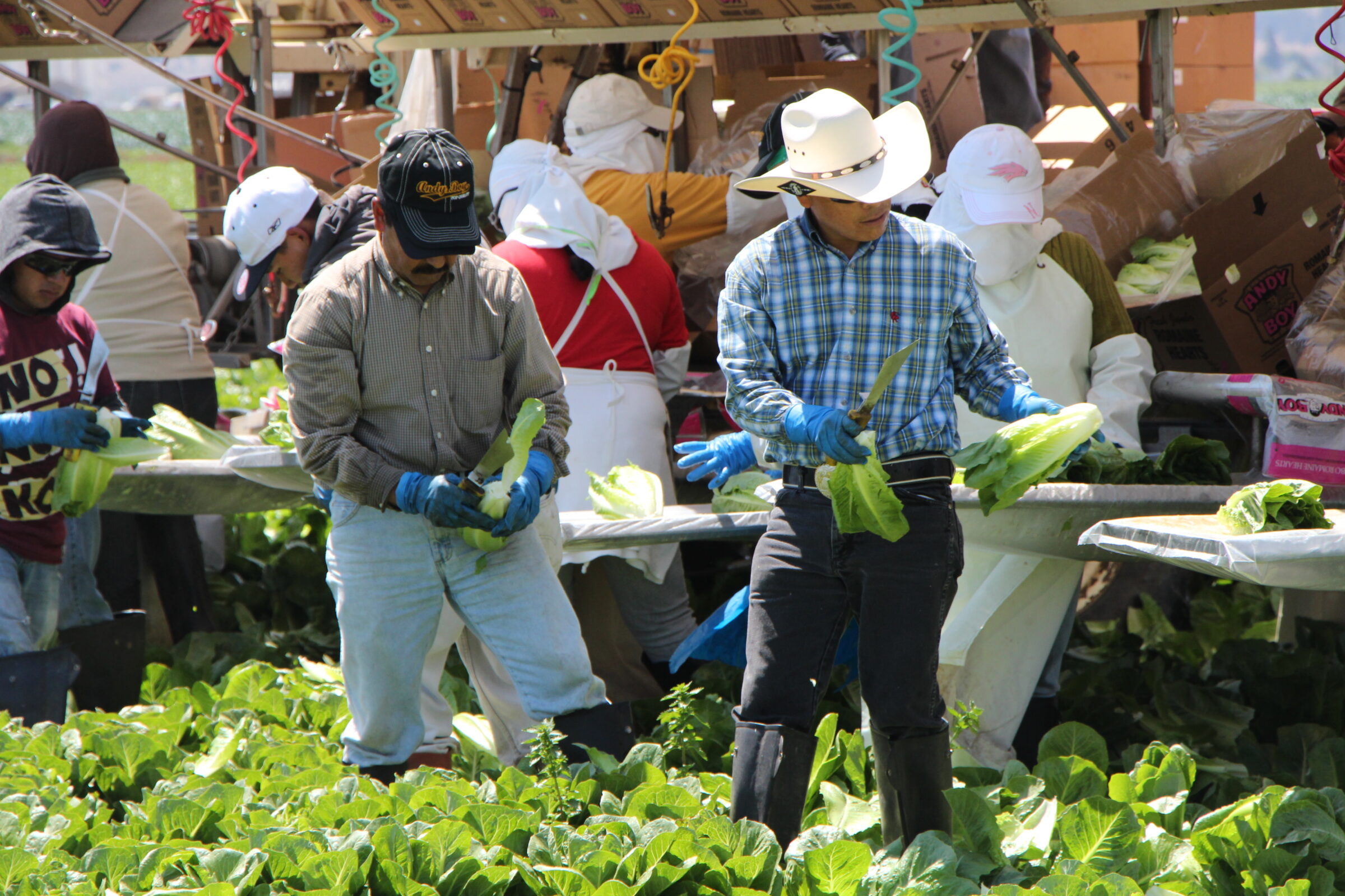 California Overtime Legislation Threatens Double Whammy on Farmers ...