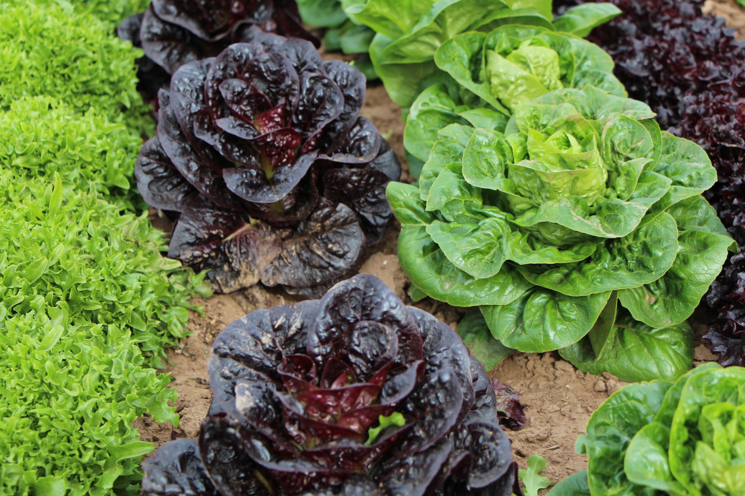 USDA GAP Audit Now Recognized by the Global Food Safety Initiative ...