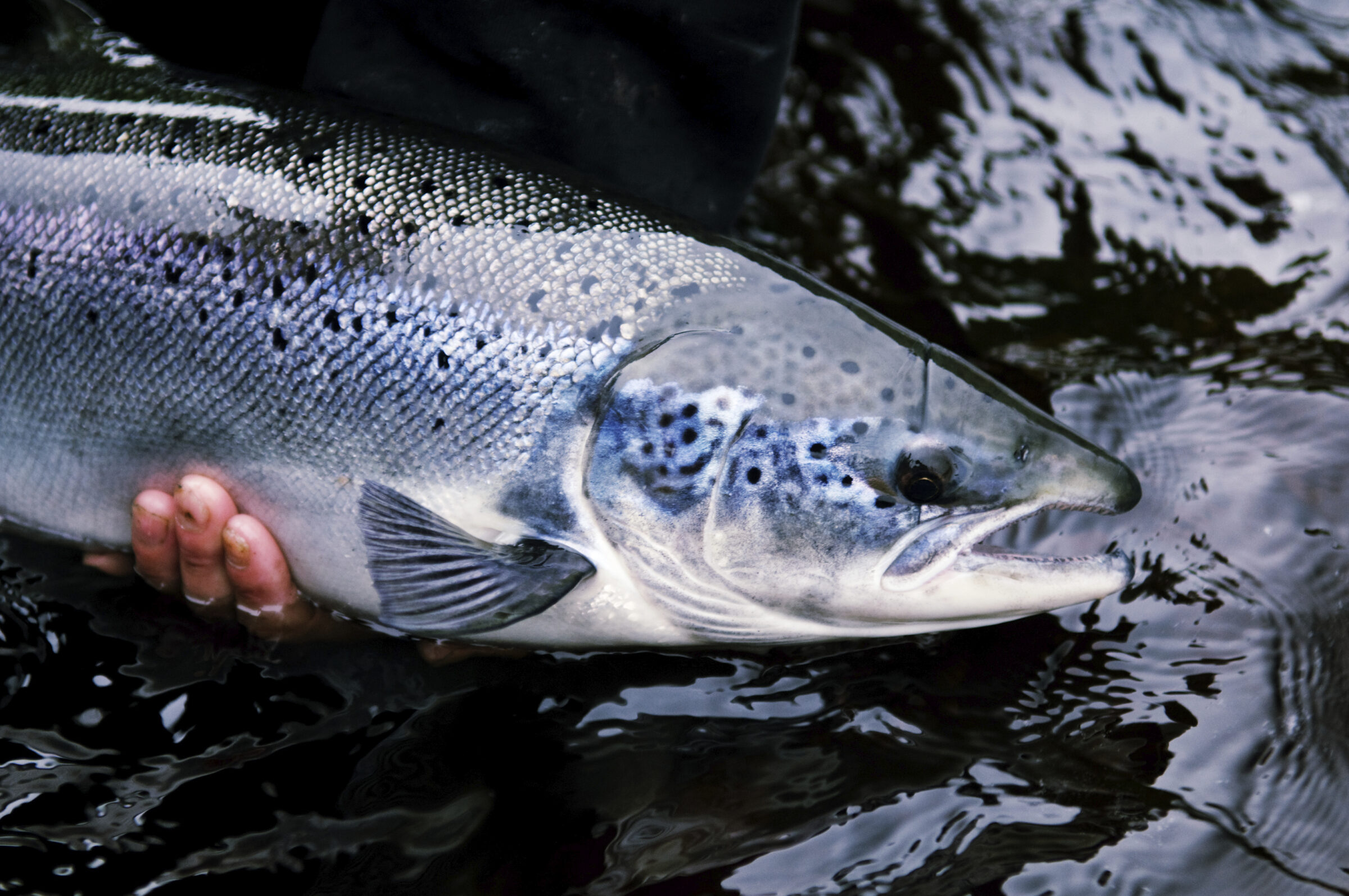 Reclamation to Release 83,000 Acre-feet of Water to Stave Salmon Die ...
