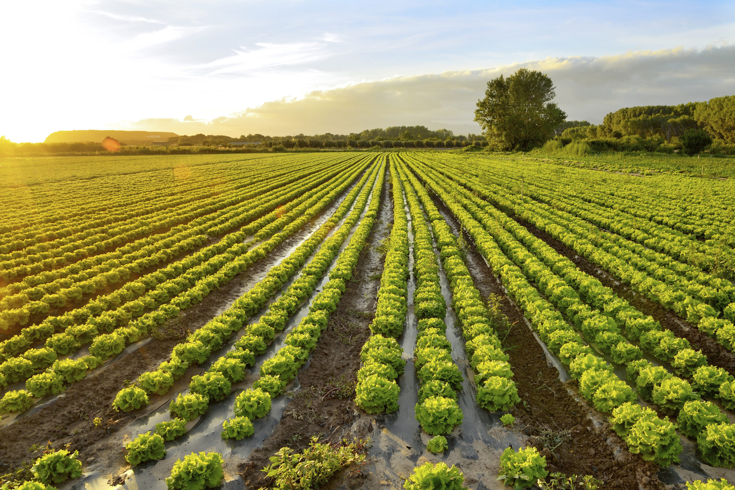 Crop Protection Tools Featured in Next Week’s Lunch & Learn Webinar ...
