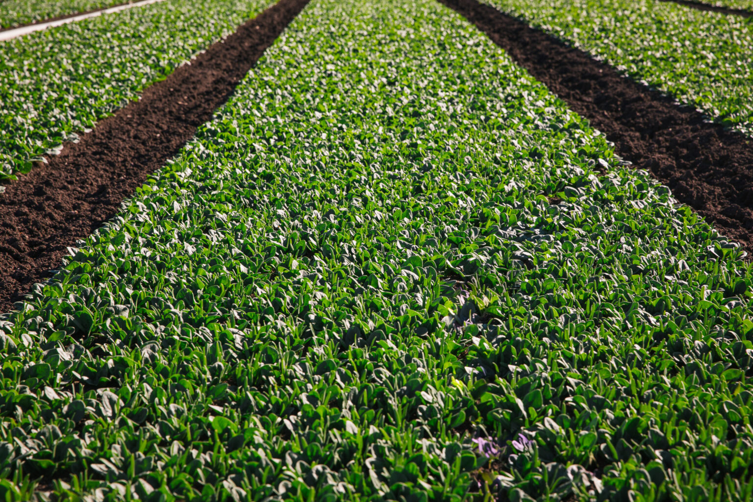 New Produce Safety Alliance Factsheet - Western Growers Association ...