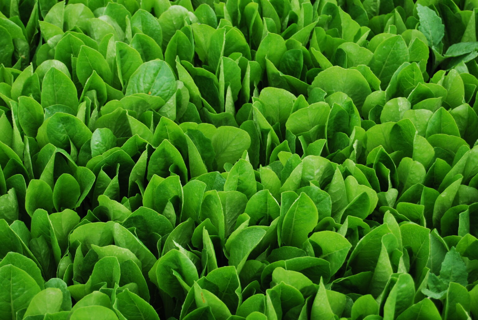 Woolf Farming Company Featured in "America's Heartland" - Western ...