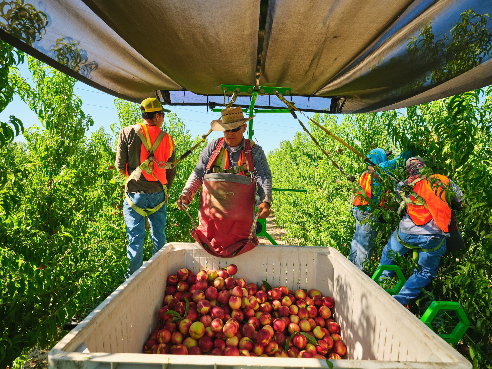 H-2A Visa Program FAQs - Western Growers Association Western Growers ...