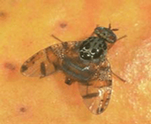Exotic Fruit Fly Quarantines in California - Western Growers ...