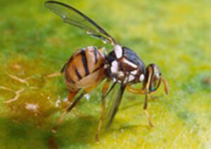 CDFA Lifts Oriental Fruit Fly Quarantine in Sacramento County - Western ...